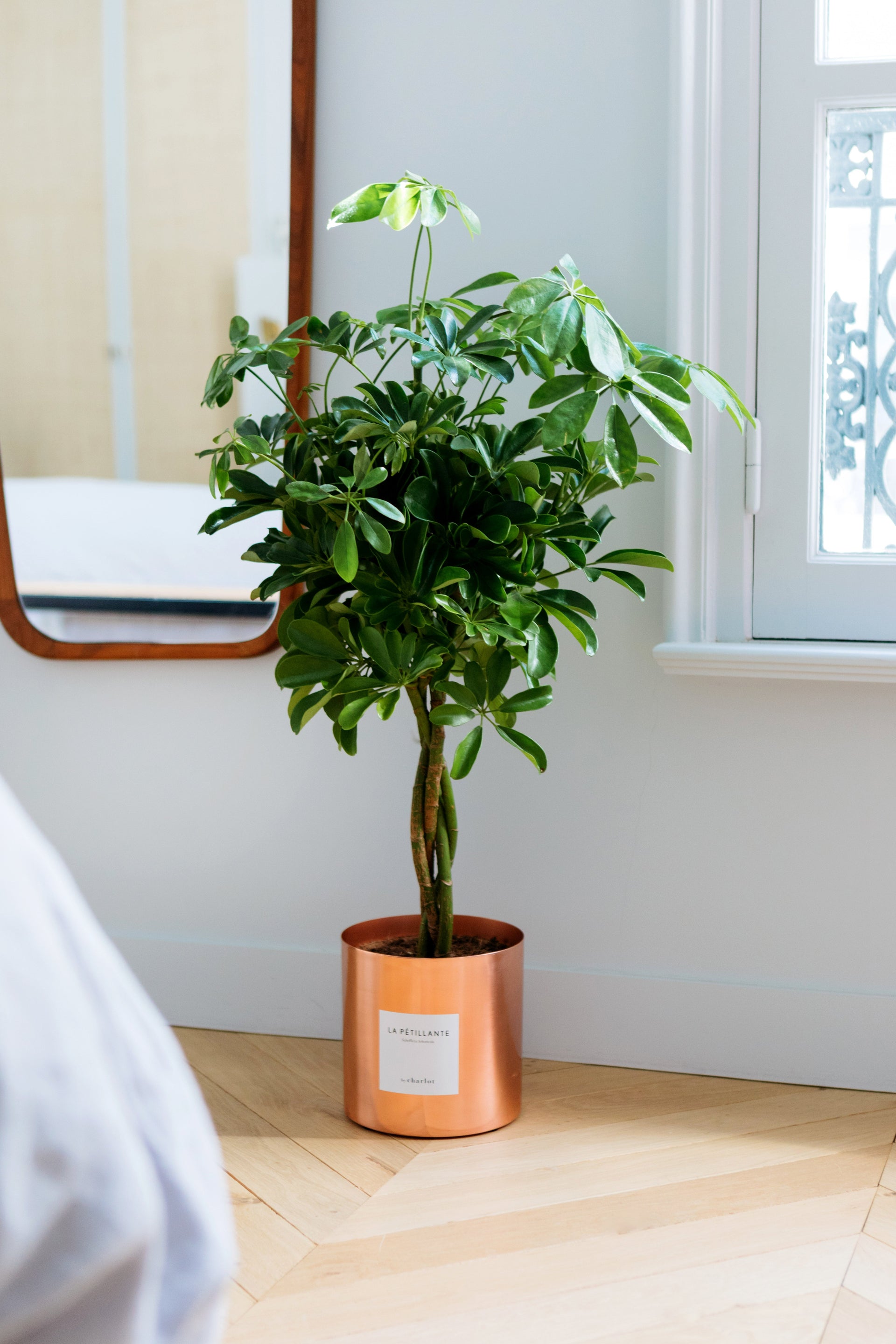 La maison By Charlot - Exceptional indoor plants & cacti – BY CHARLOT