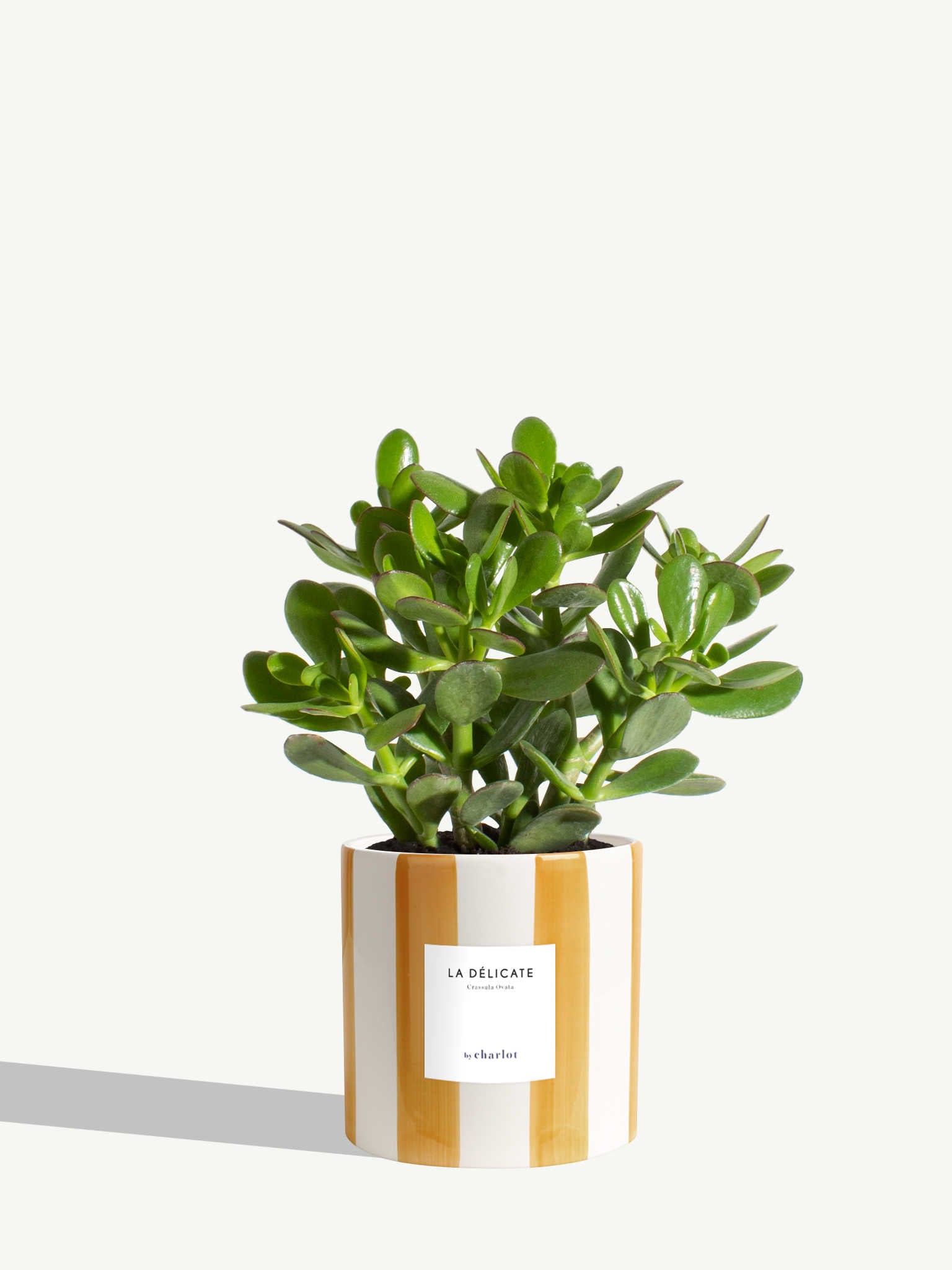 La maison By Charlot - Exceptional indoor plants & cacti – BY CHARLOT