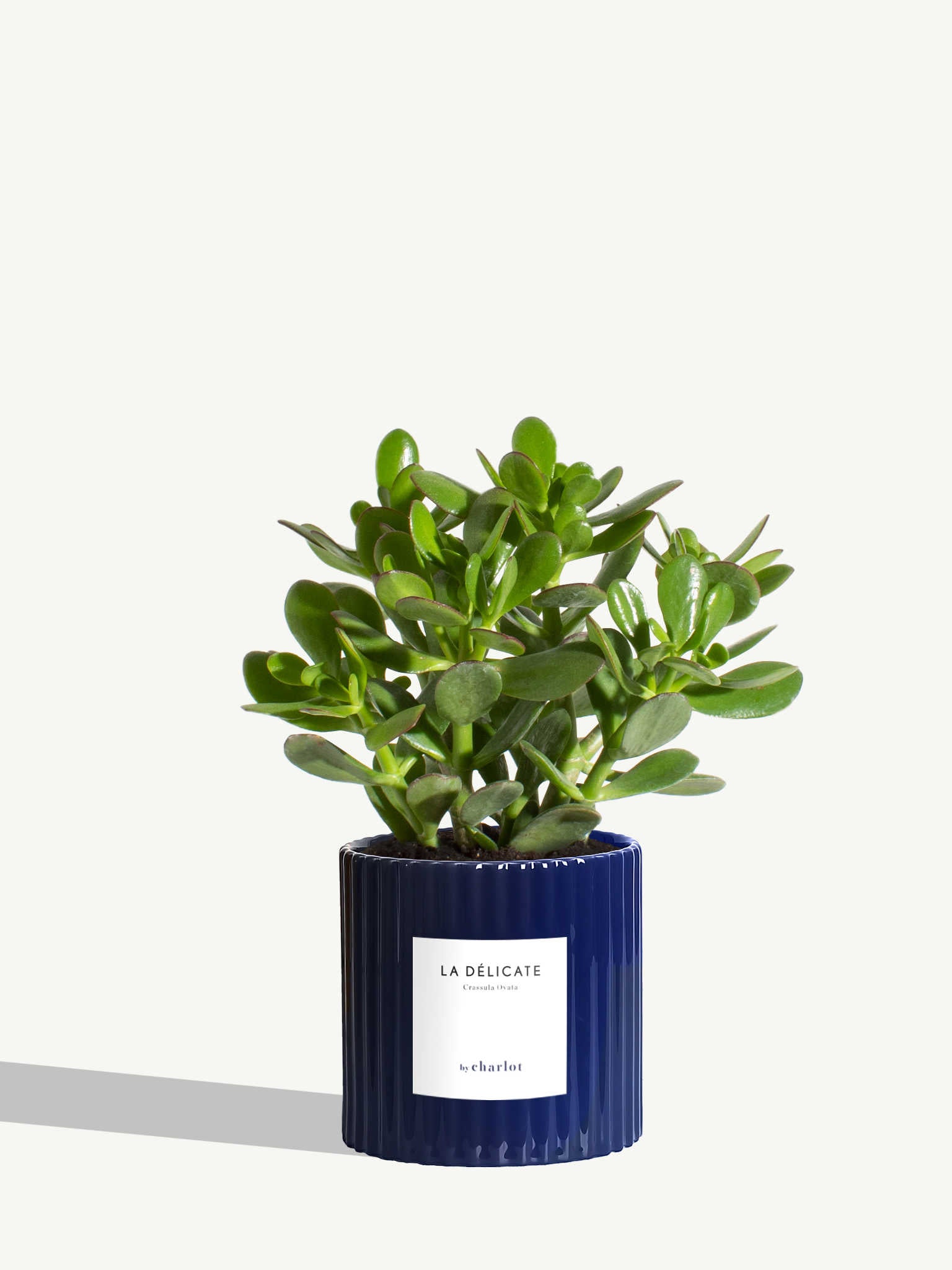 La maison By Charlot - Plantes d'intérieur & cactus d'exception – BY ...