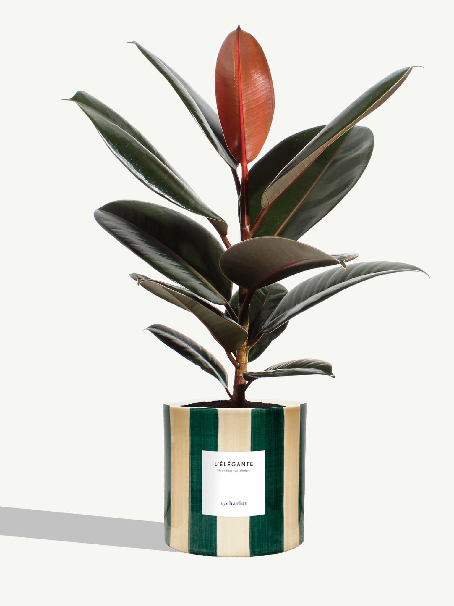 La maison By Charlot - Plantes d'intérieur & cactus d'exception – BY ...