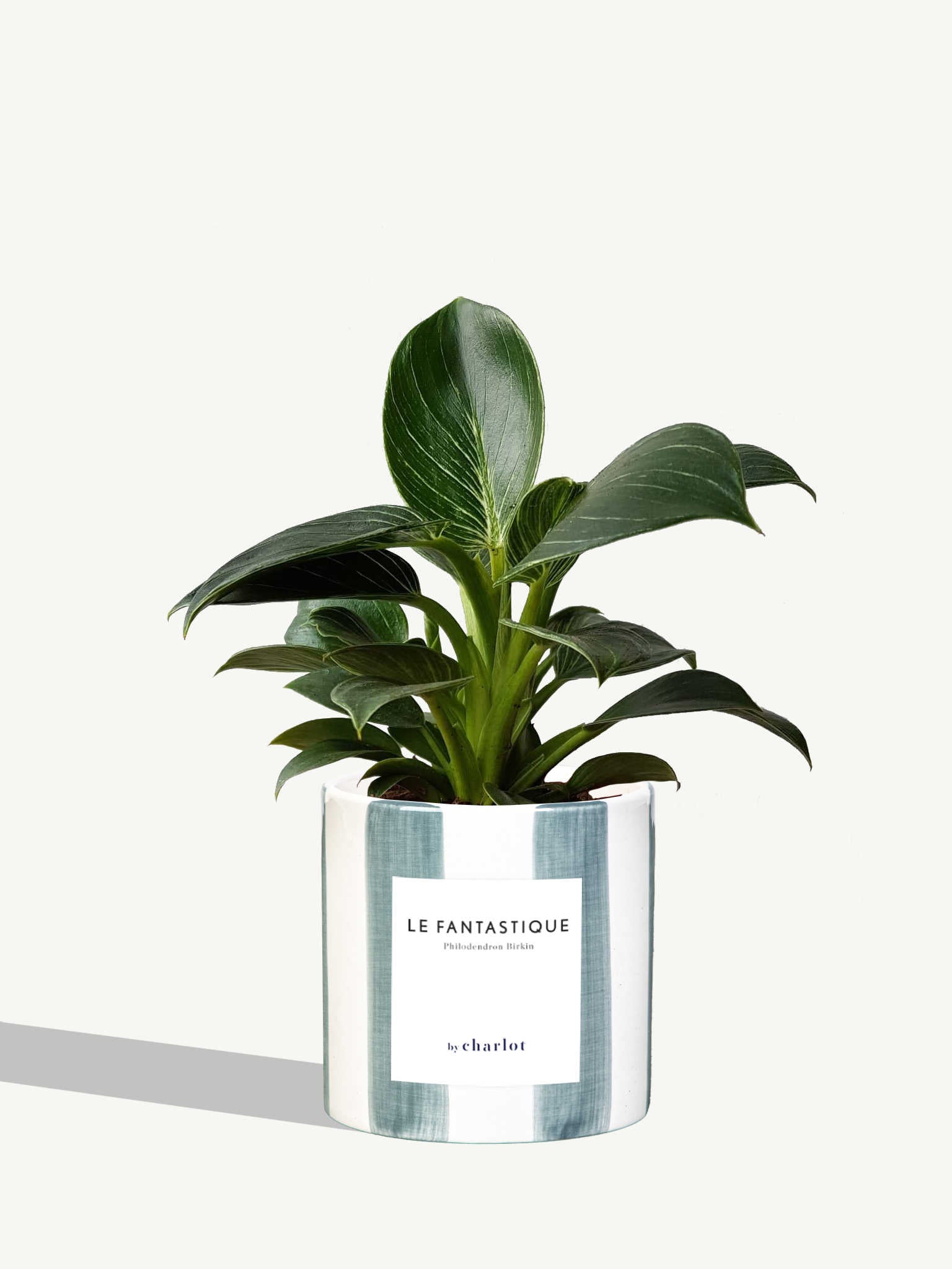 La maison By Charlot - Plantes d'intérieur & cactus d'exception – BY ...