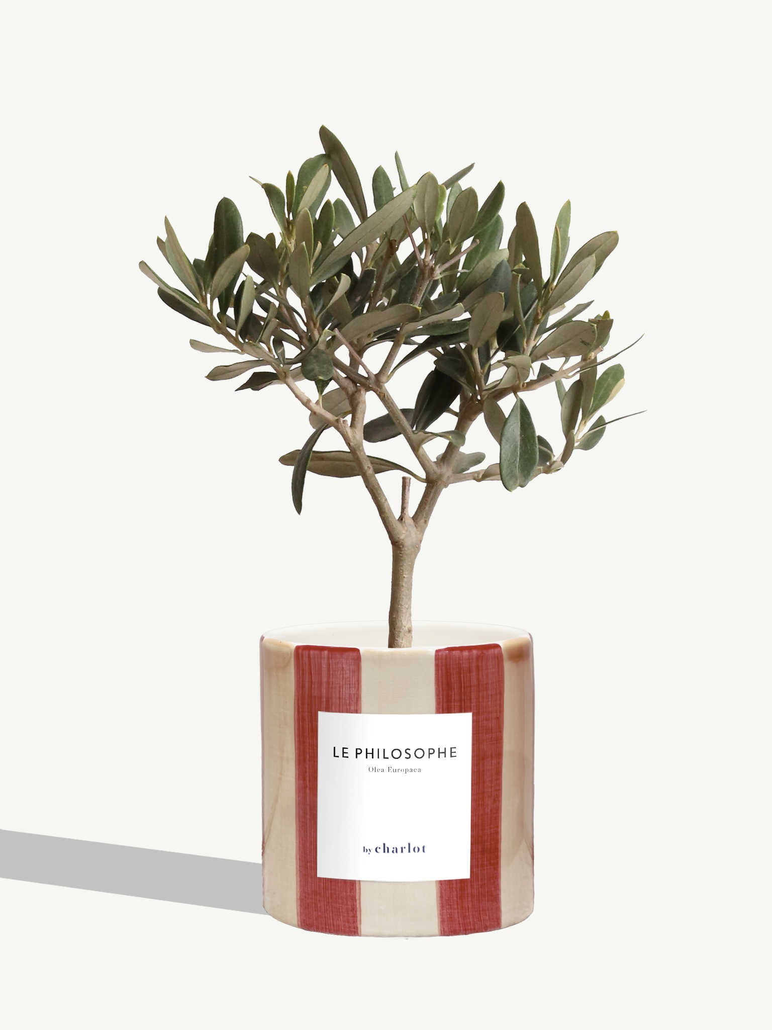 La maison By Charlot - Exceptional indoor plants & cacti – BY CHARLOT